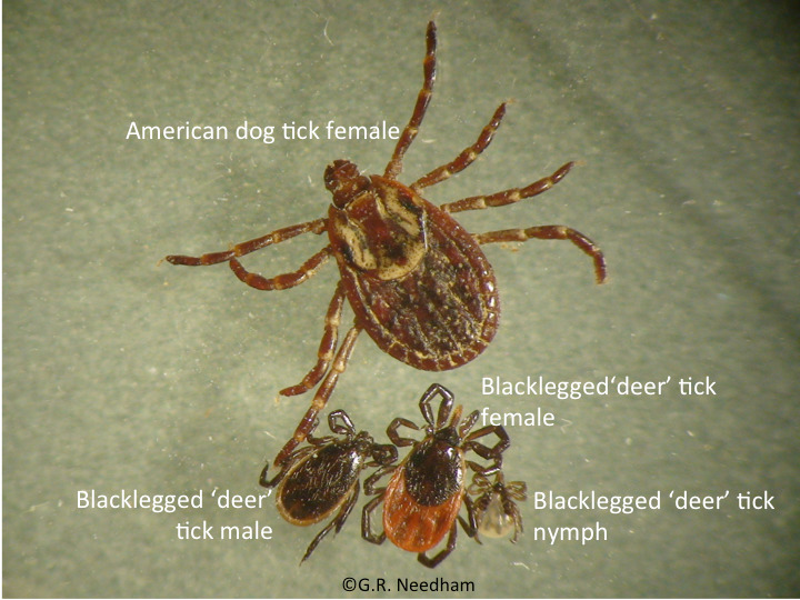 Prime time for ticks coming | News, Sports, Jobs - Marietta Times